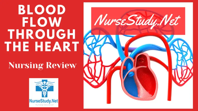 Blood Flow through the Heart - Pathophysiology - NurseStudy.Net