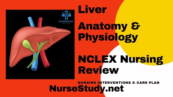 Liver Anatomy and Physiology : A Comprehensive Guide - NurseStudy.Net